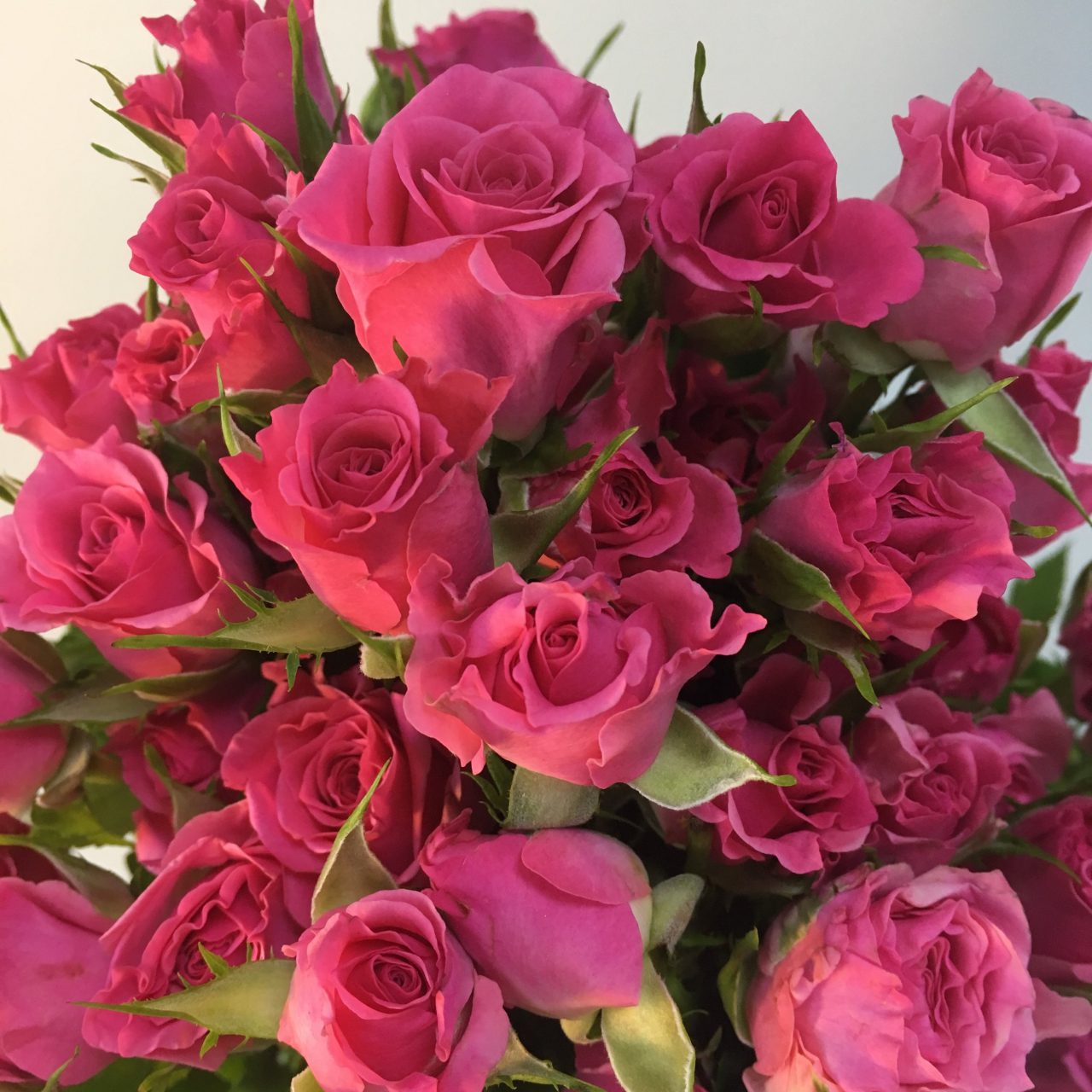Kenya’s first mixed flower boxes straight from the grower | Safari Garden