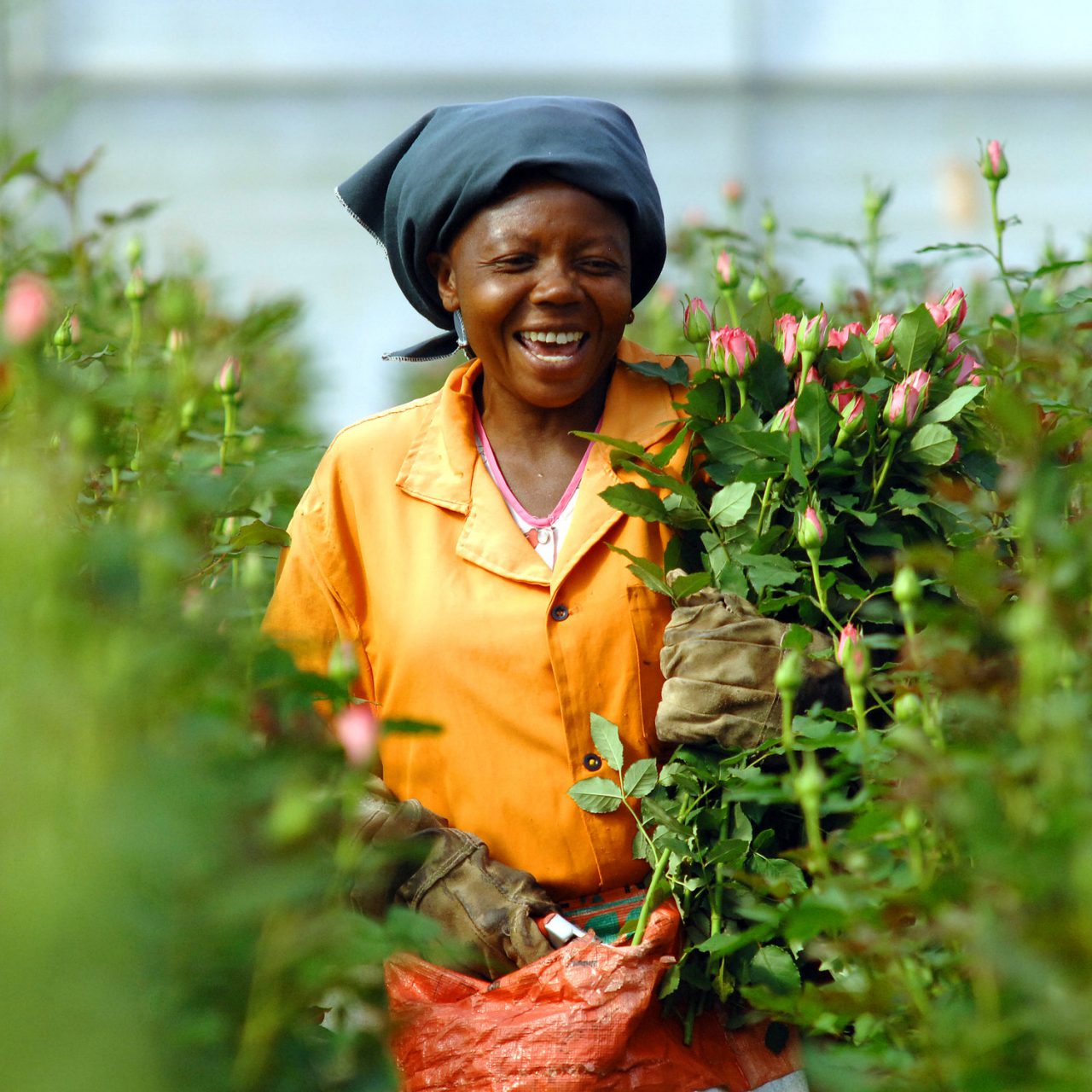 Kenya’s first mixed flower boxes straight from the grower | Safari Garden